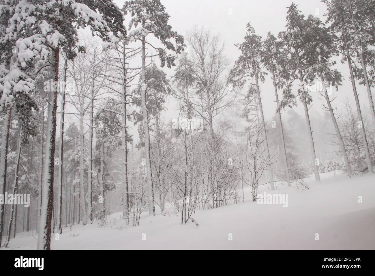 Mountains forest trees under the snow and bad weather conditions Stock ...