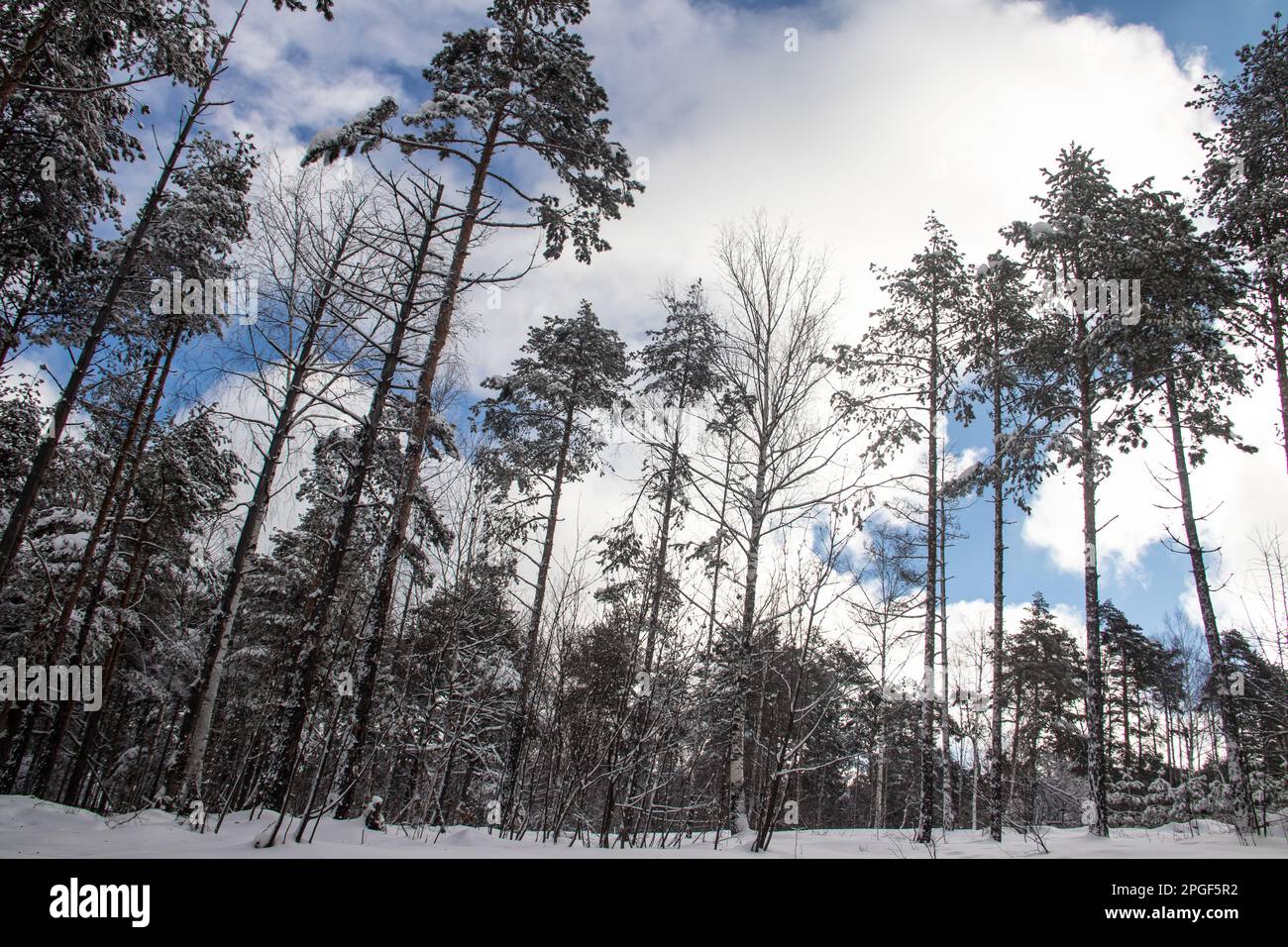 Freezing fog forest hi-res stock photography and images - Alamy