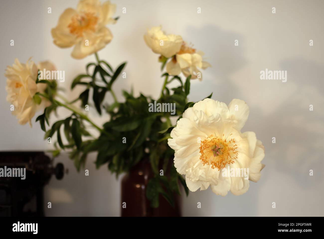 Gorgeous 'Coral Sunset' Peony flower blooming Stock Photo - Alamy