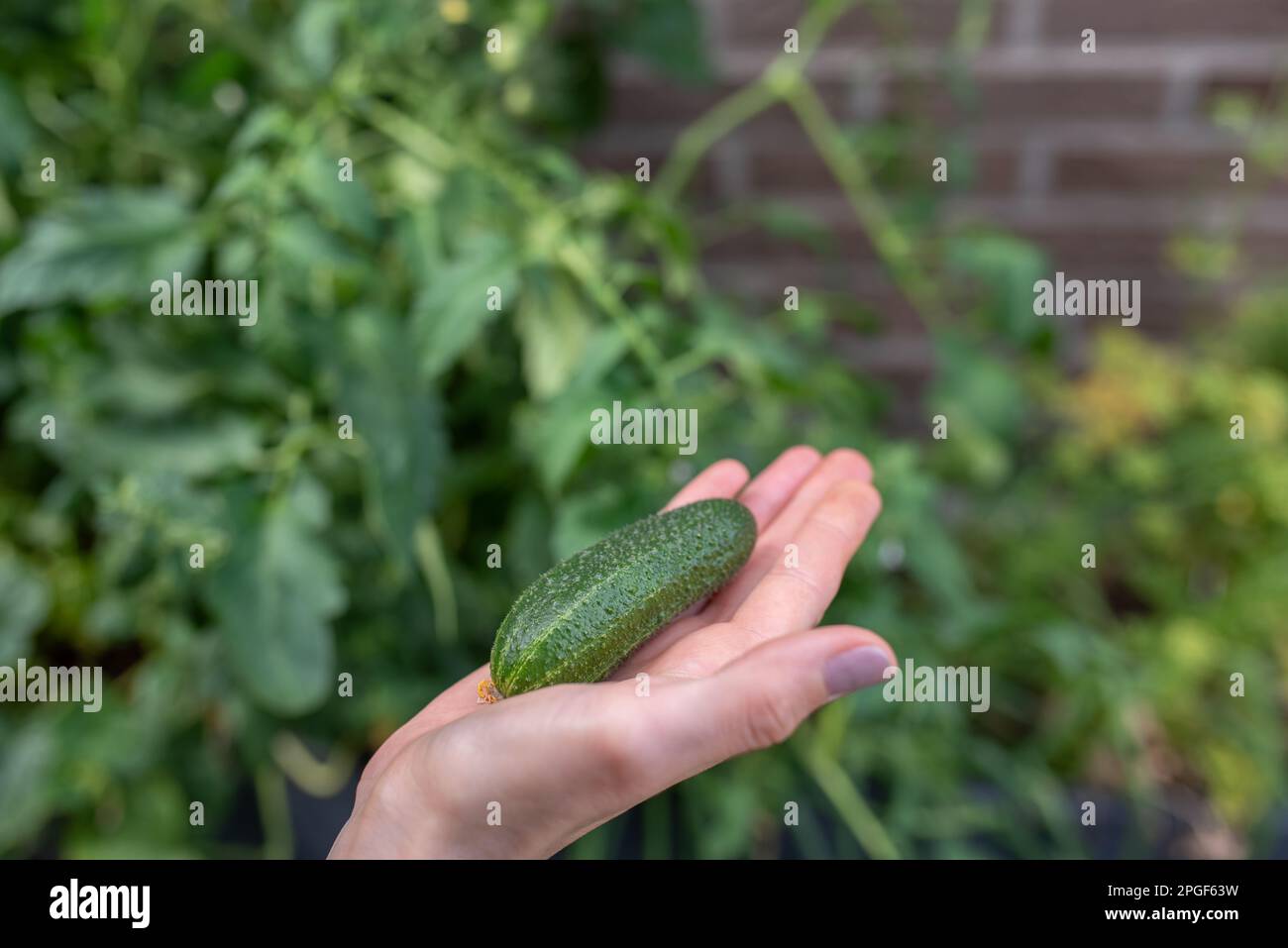 Farmers hand holding fresh cucumber Stock Photo - Alamy