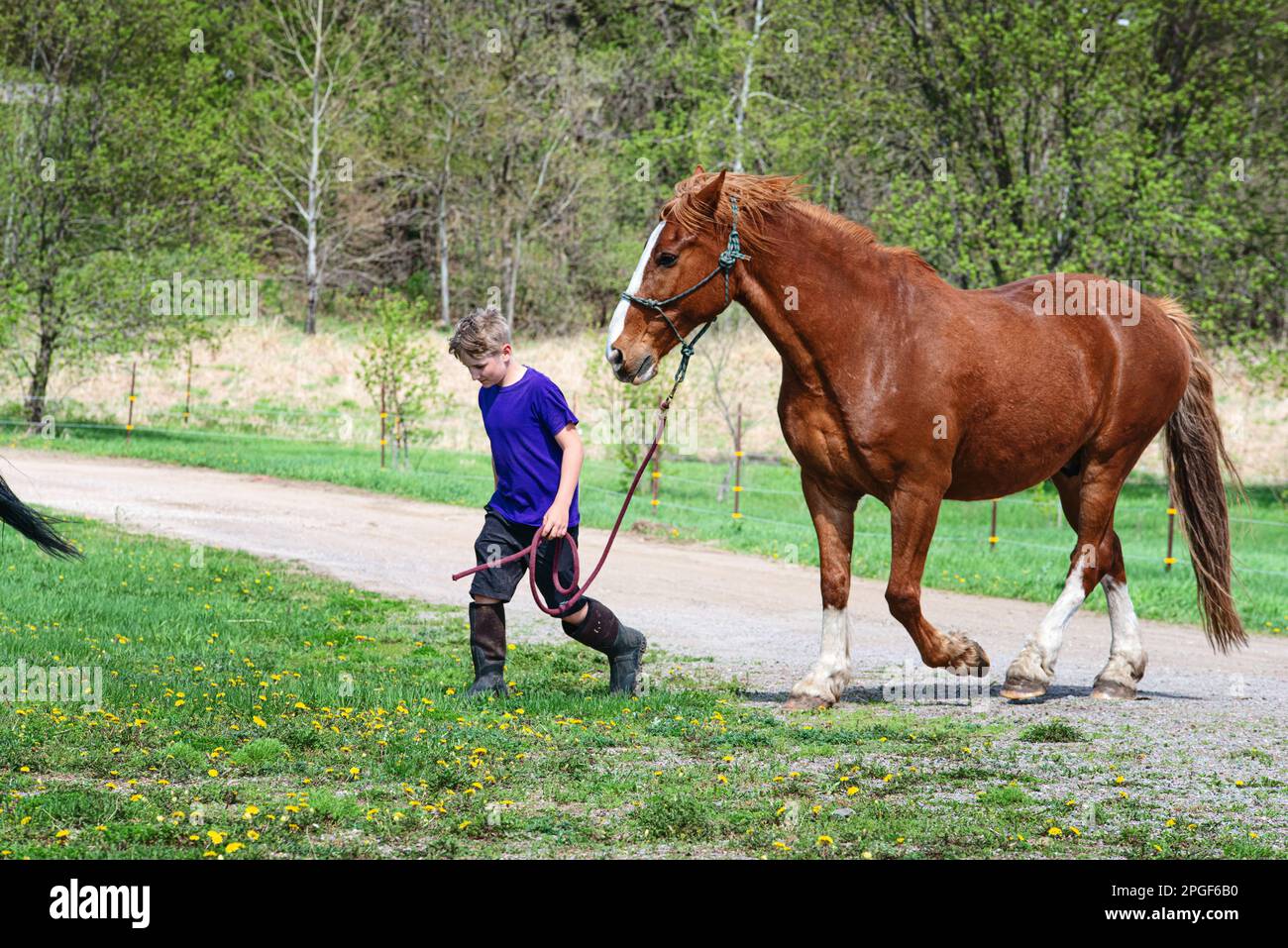 Country boy white horse hi-res stock photography and images - Alamy
