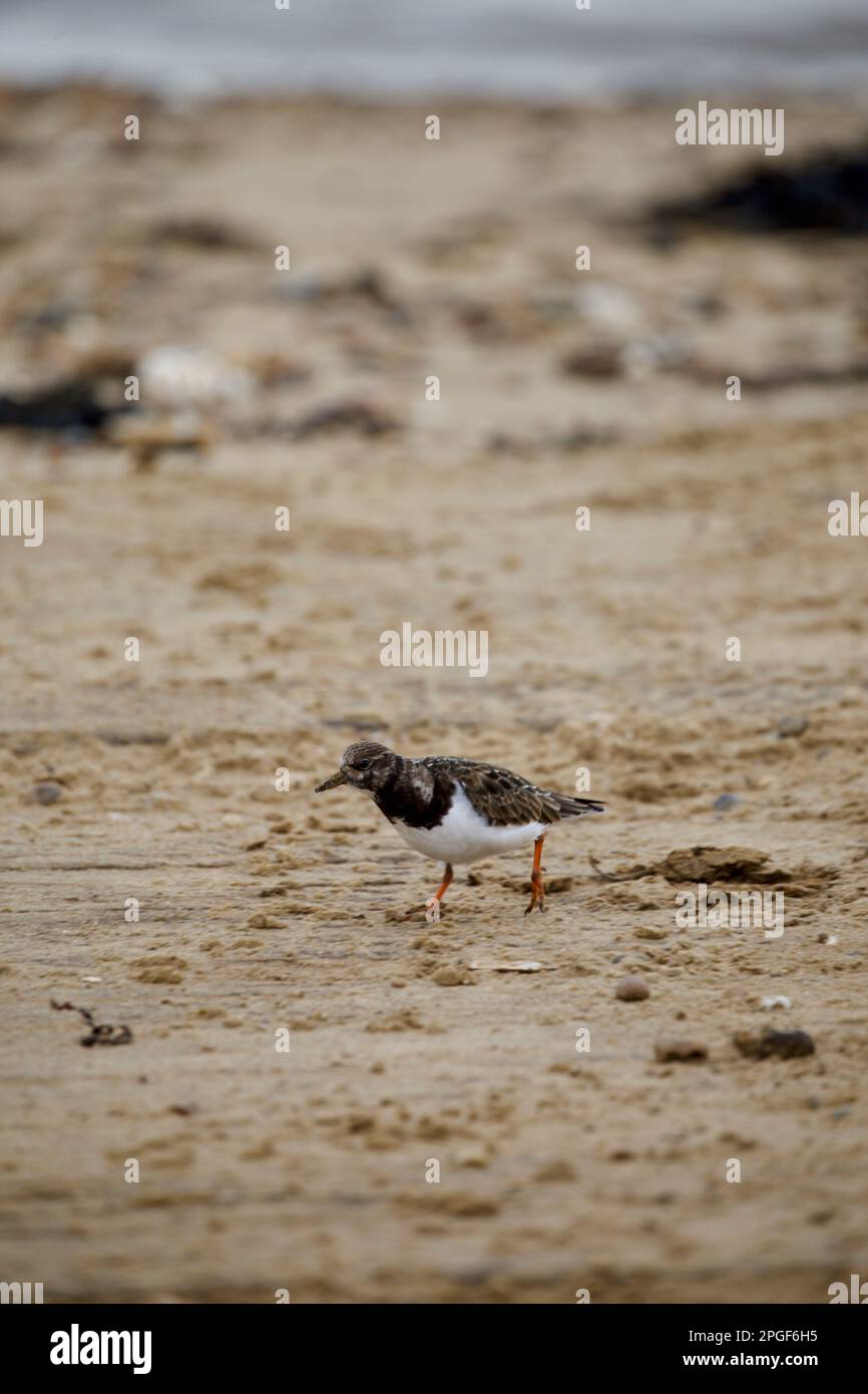 Turnstone seen here along the strand line searching for sand hoppers ...