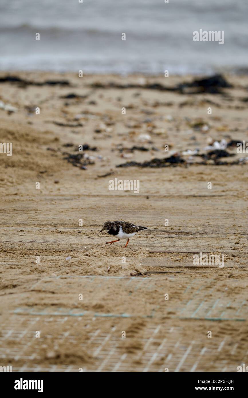 Turnstone seen here along the strand line searching for sand hoppers ...