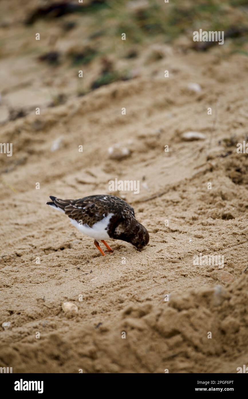 Turnstone seen here along the strand line searching for sand hoppers ...