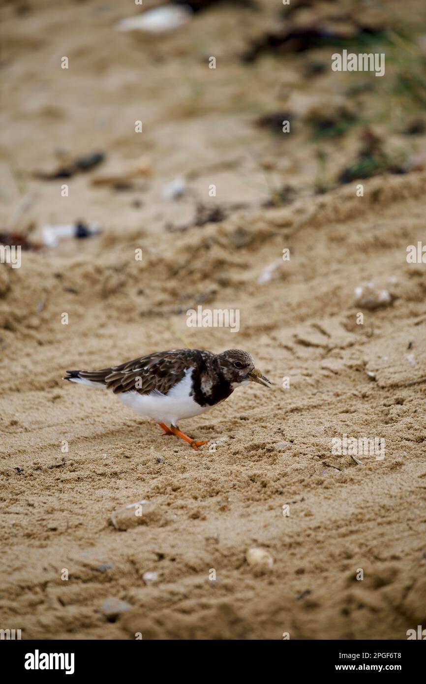 Turnstone seen here along the strand line searching for sand hoppers ...
