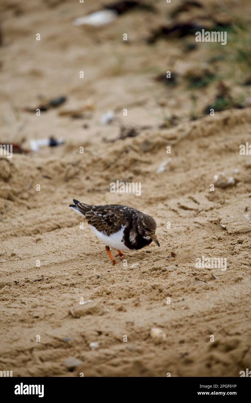 Turnstone seen here along the strand line searching for sand hoppers ...