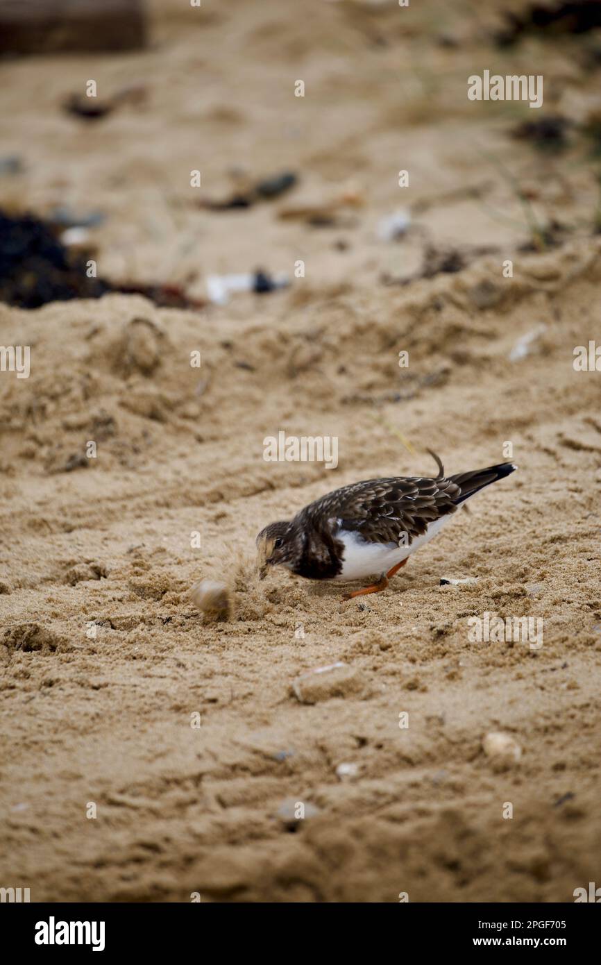 Turnstone seen here along the strand line searching for sand hoppers ...