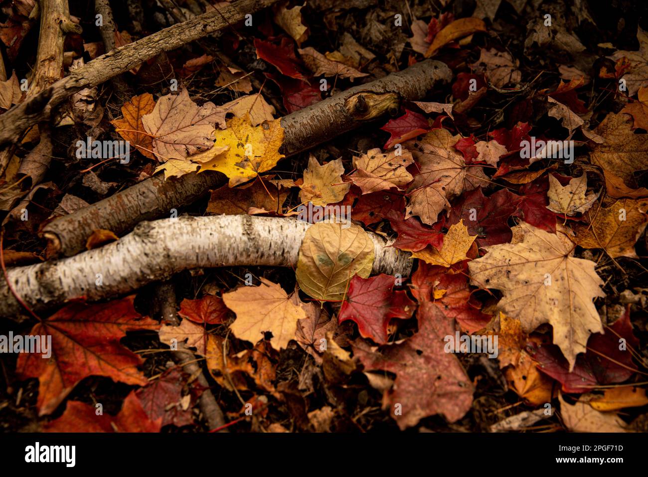 A close-up shot of a single wooden stick lying on the ground which is ...