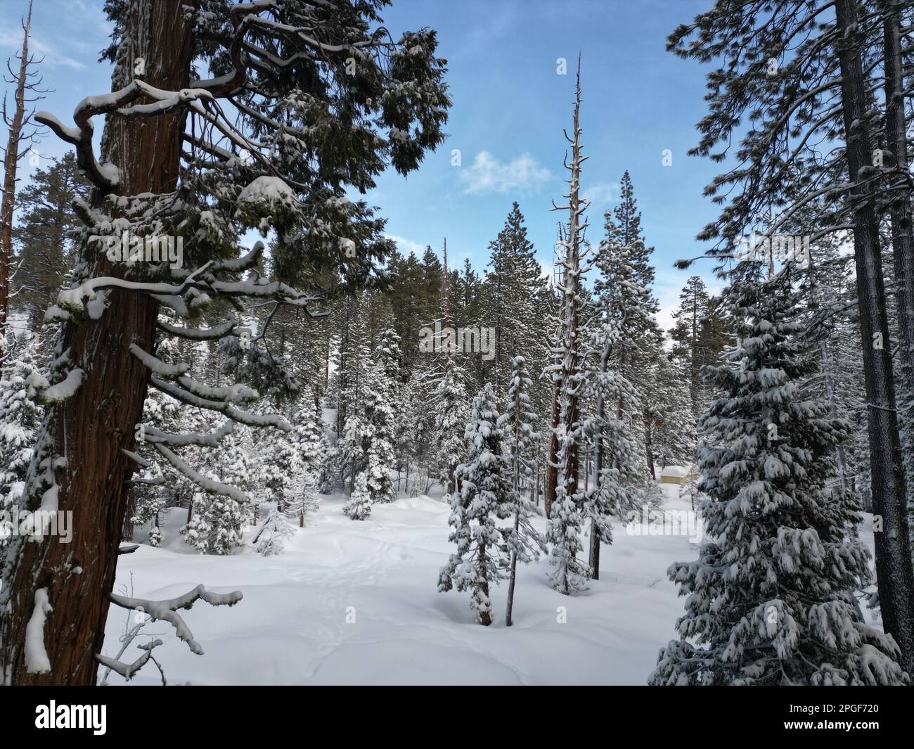 A beautiful scenic forest with snow-covered evergreen trees Stock Photo ...