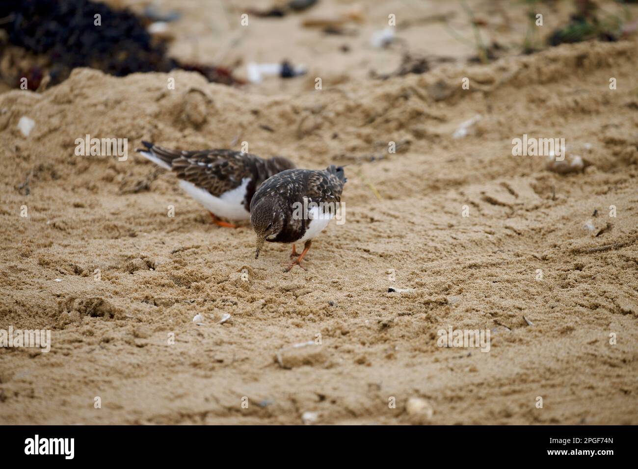 Turnstone seen here along the strand line searching for sand hoppers ...