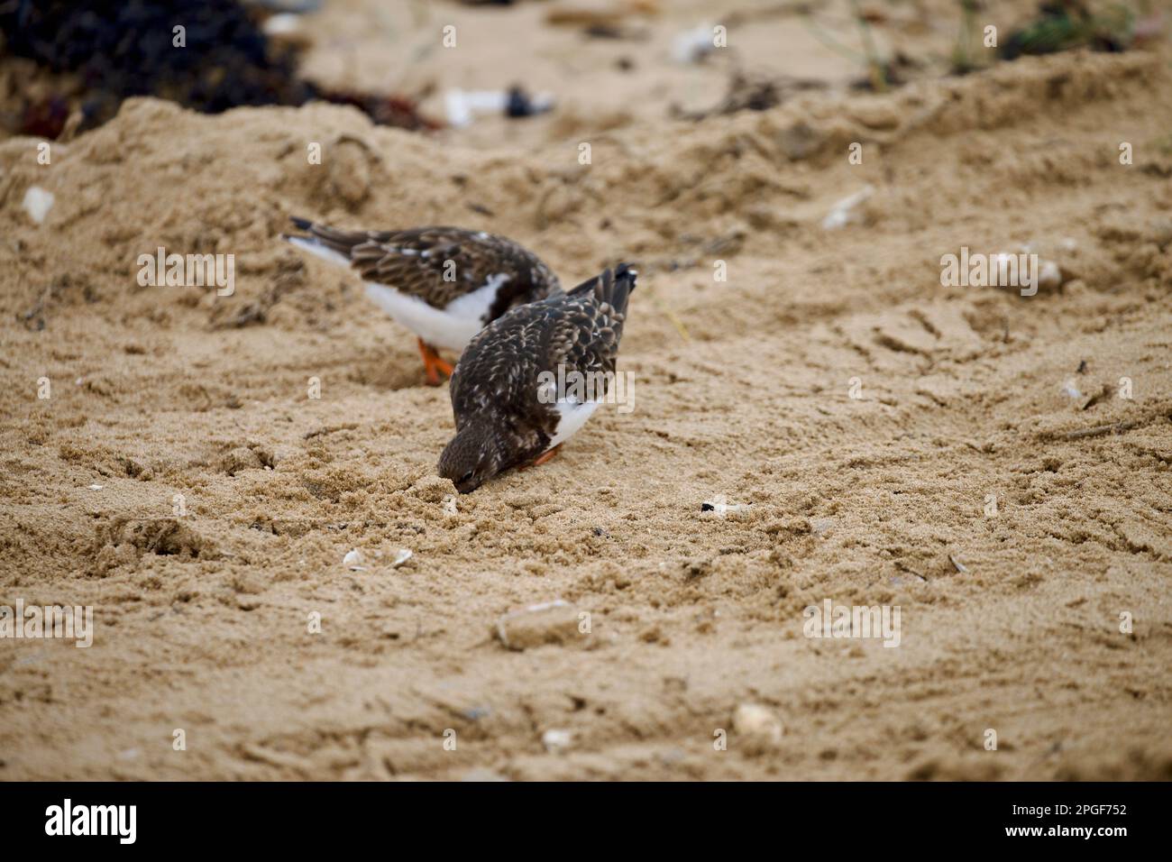Turnstone seen here along the strand line searching for sand hoppers ...