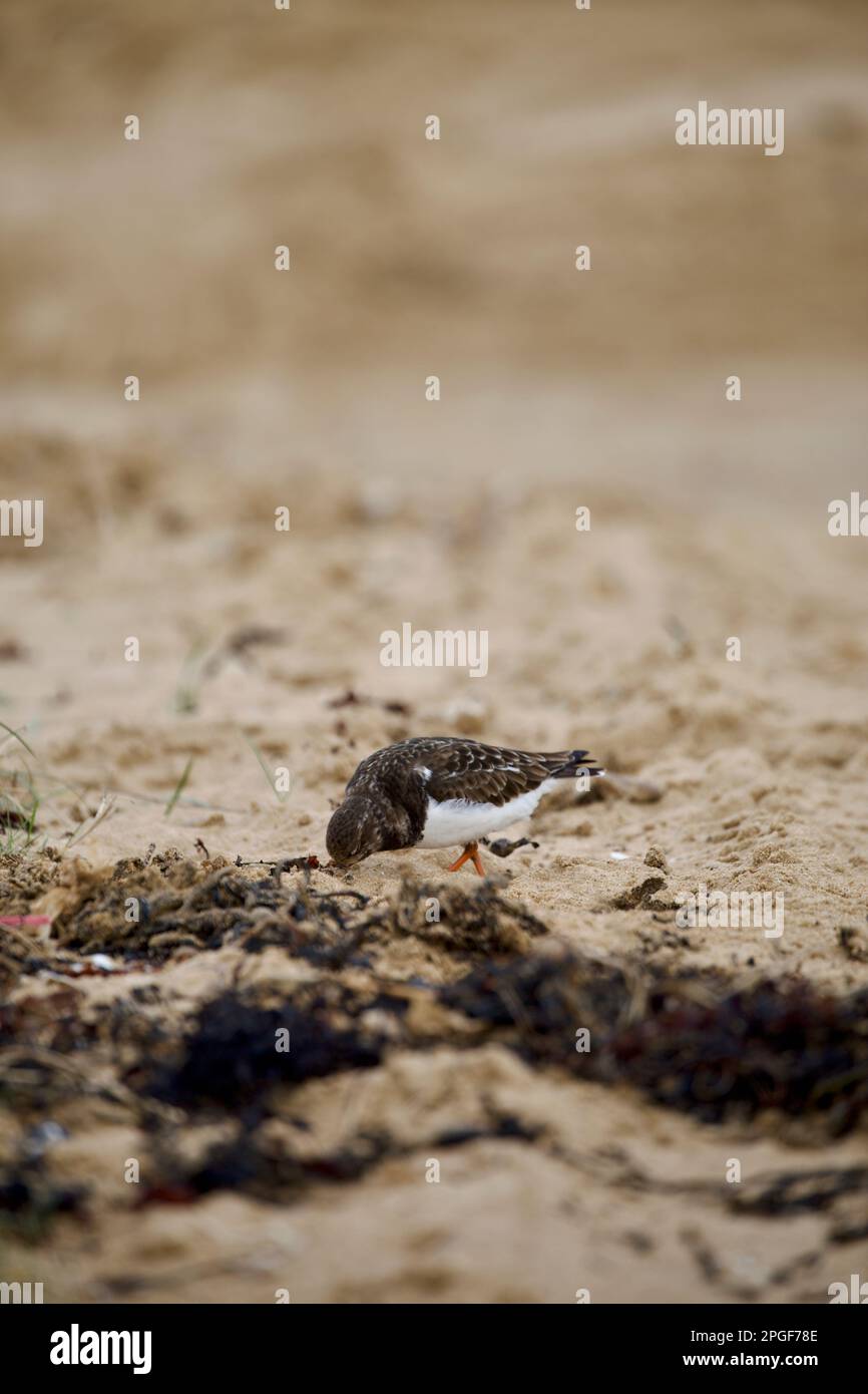 Turnstone seen here along the strand line searching for sand hoppers ...