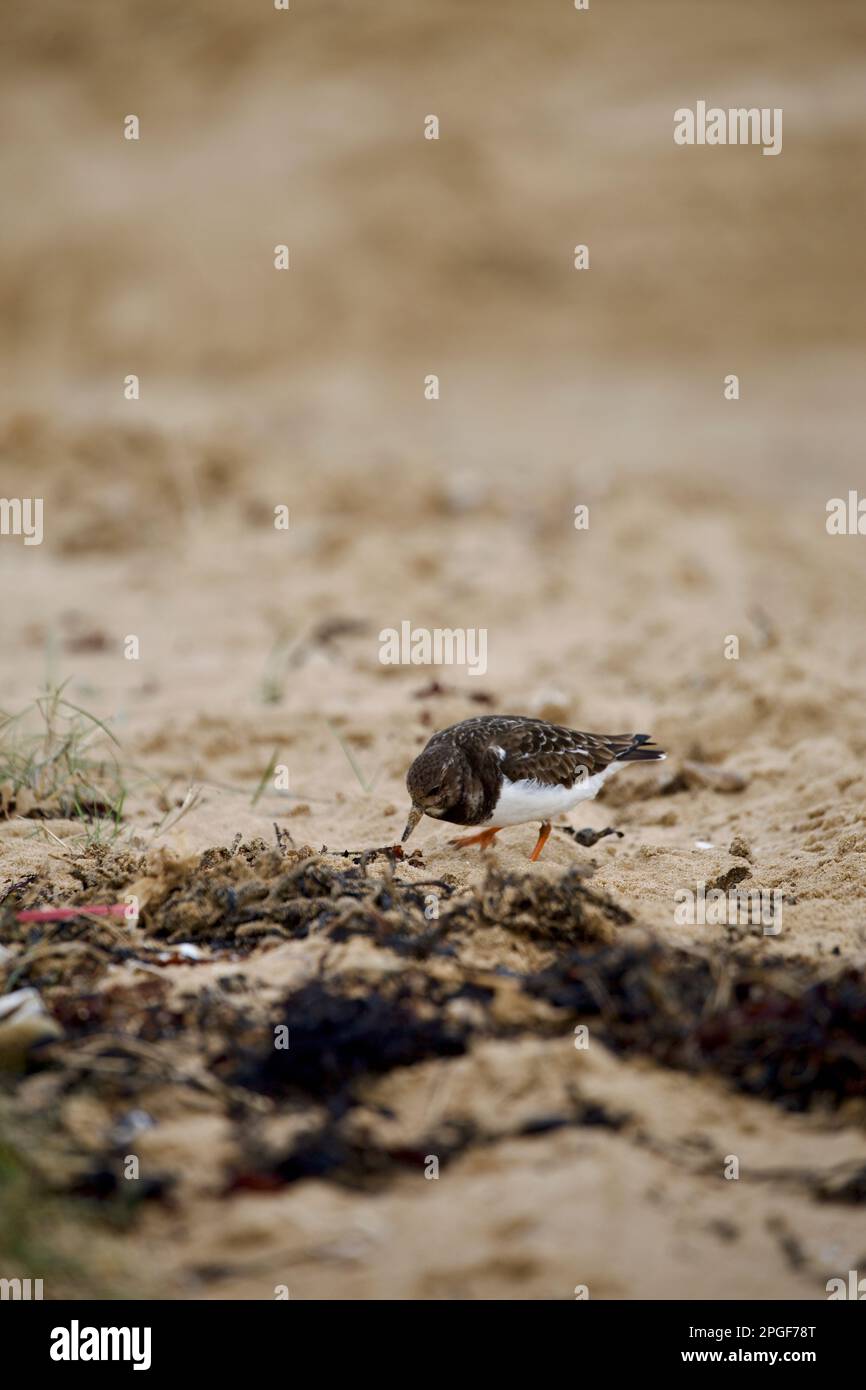 Turnstone seen here along the strand line searching for sand hoppers ...