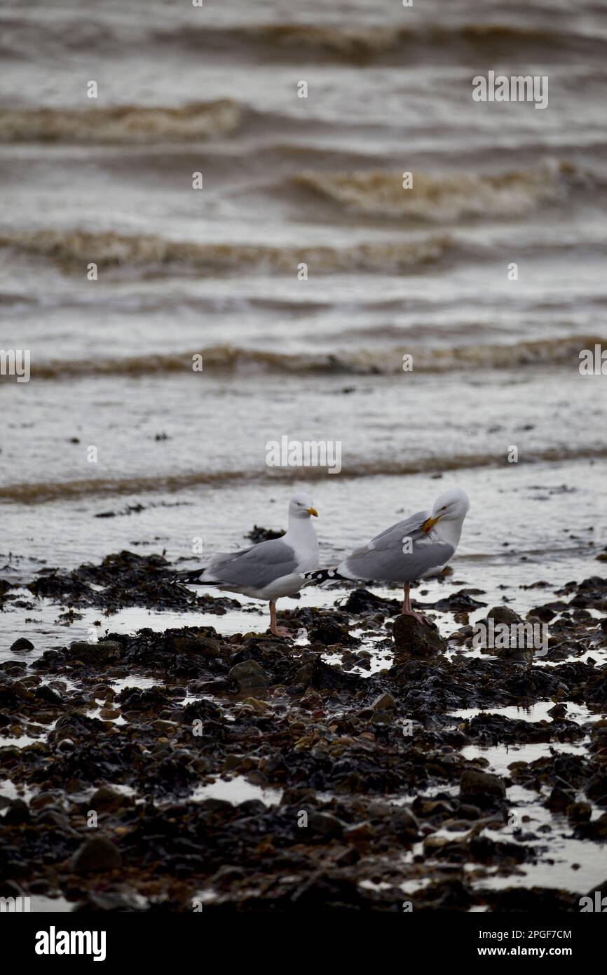 Herring gull hunting and scavenging along the shoreline Stock Photo - Alamy