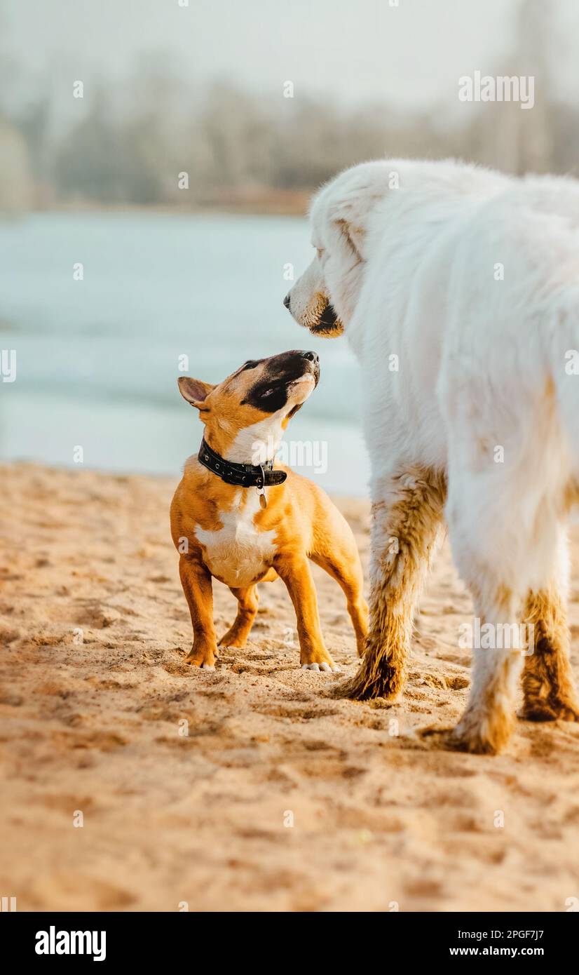 Communication of two cute dogs on the beach. Ginger bull terrier and ...