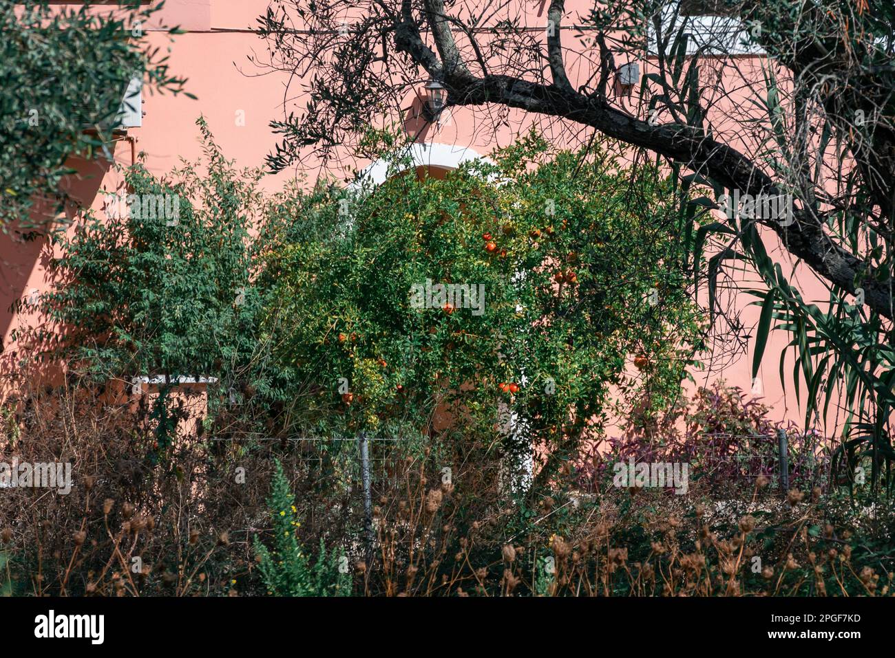 Among Thickets Is Green Tree With Ripe Pomegranate Fruits On Island Of ...