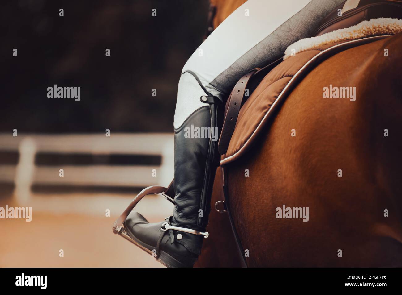 Rear view of a rider sitting in the saddle on a bay horse. Equestrian ...