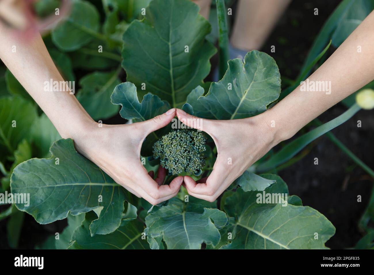 Heart of cabbage hi-res stock photography and images - Alamy