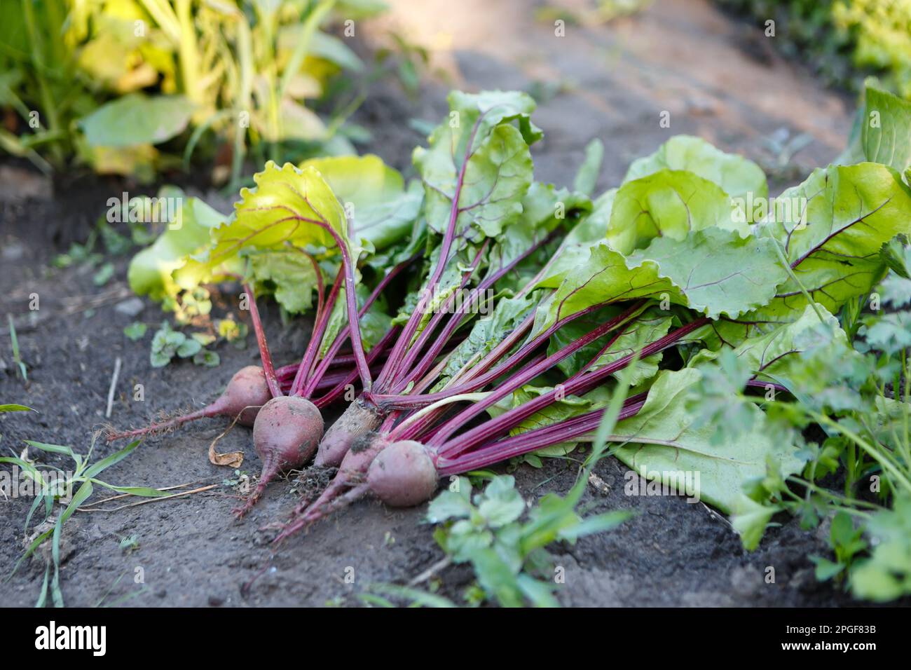 harvest of fresh red beetroot grown on the farm Stock Photo - Alamy