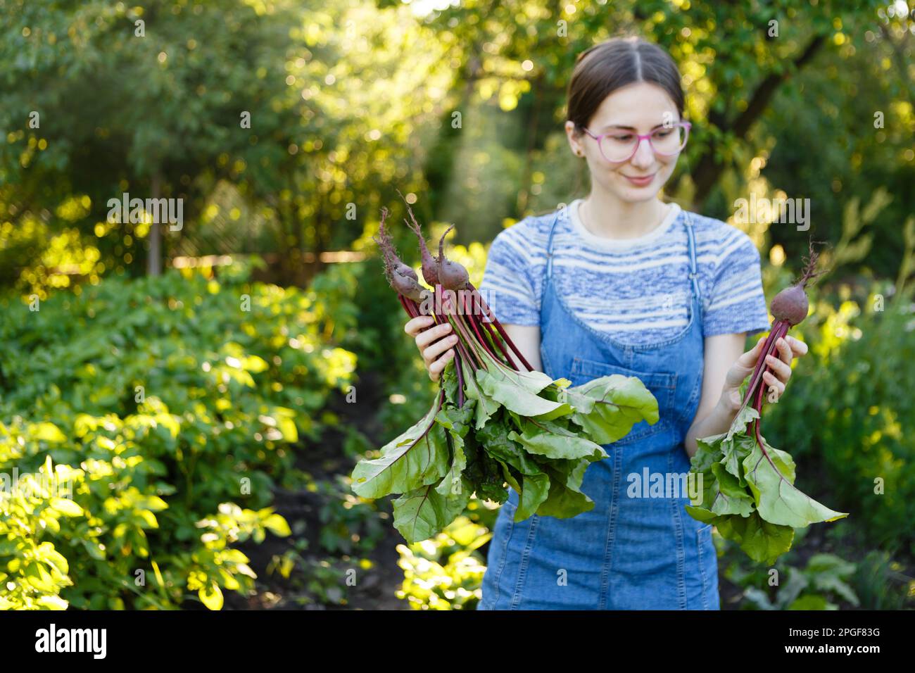 young woman harvests fresh red beets that she has grown on her farm ...