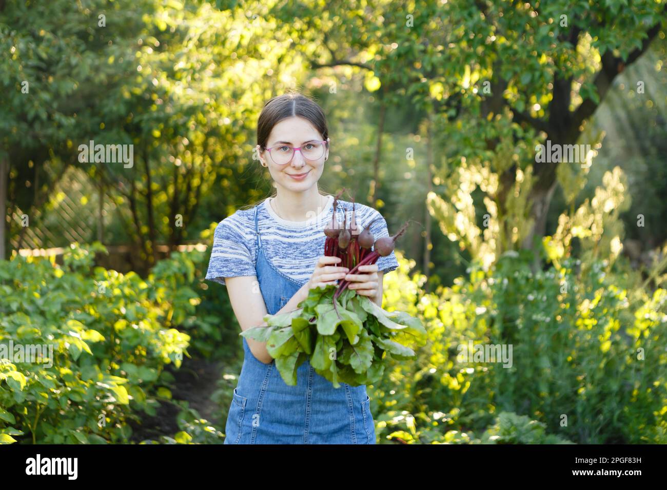young woman harvests fresh red beets that she has grown on her farm ...