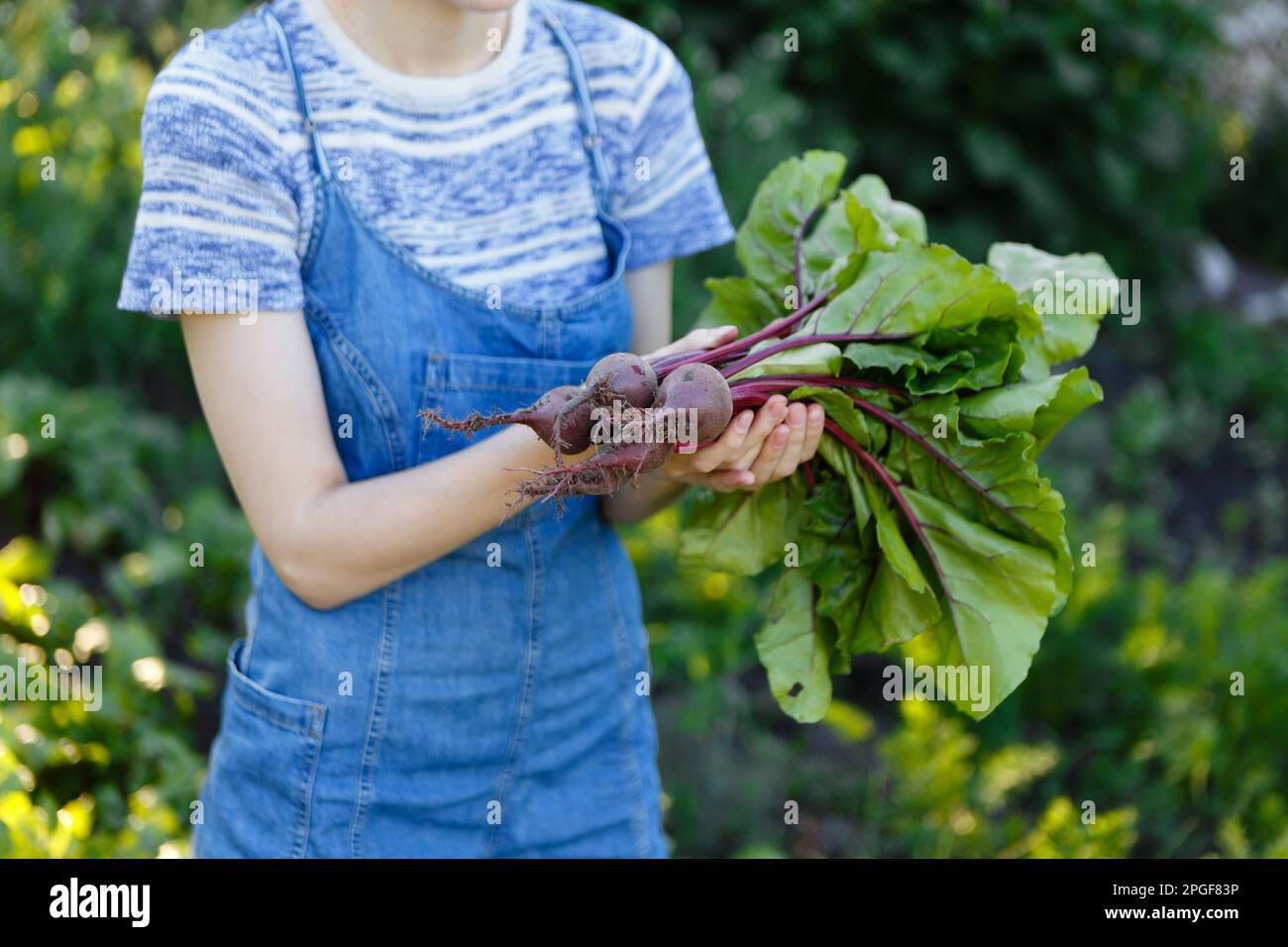 young woman harvests fresh red beets that she has grown on her farm ...