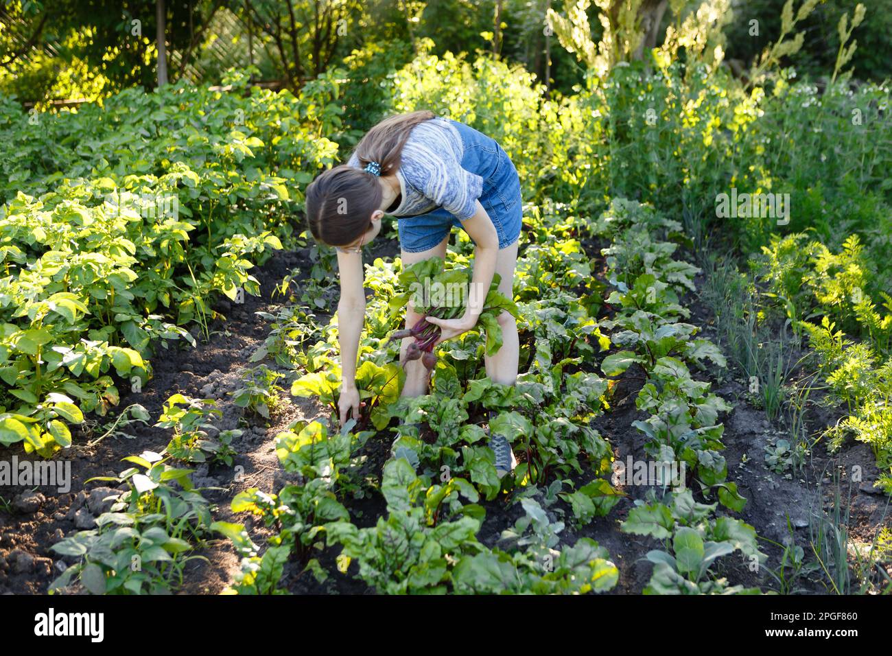 young woman harvests fresh red beets that she has grown on her farm ...