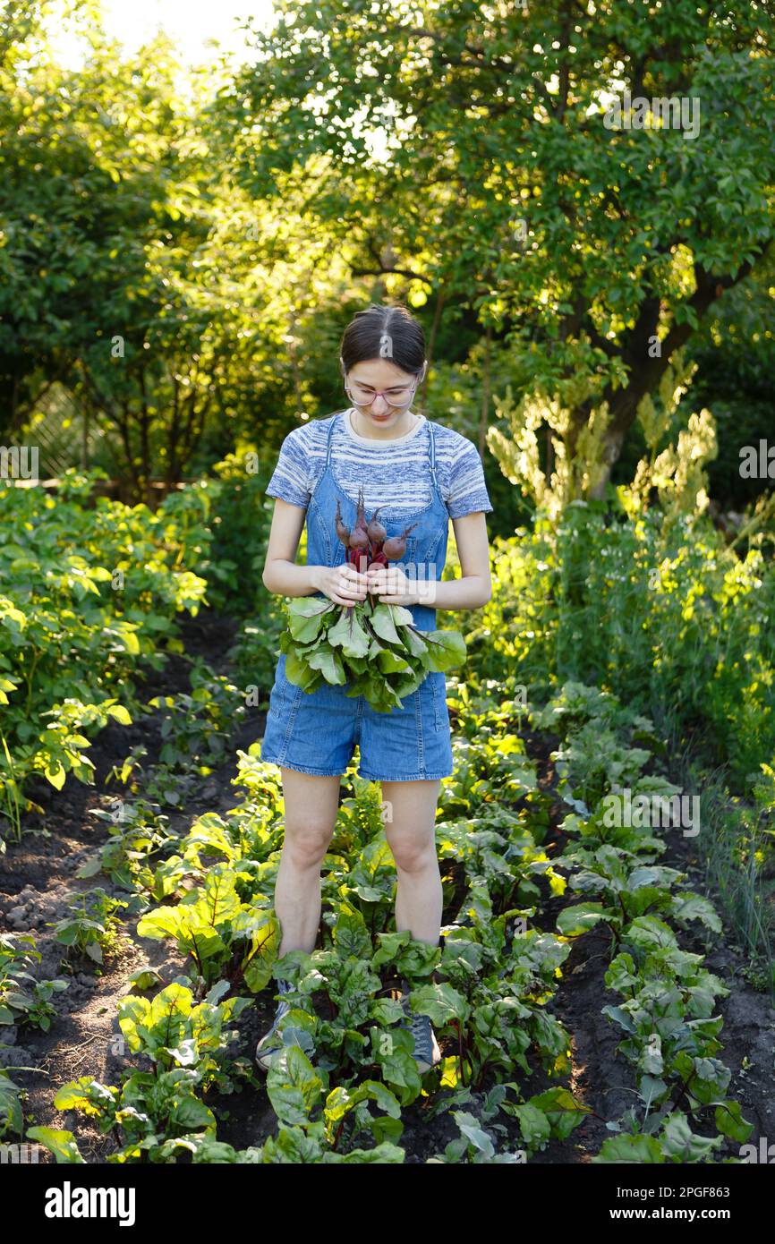 young woman harvests fresh red beets that she has grown on her farm ...