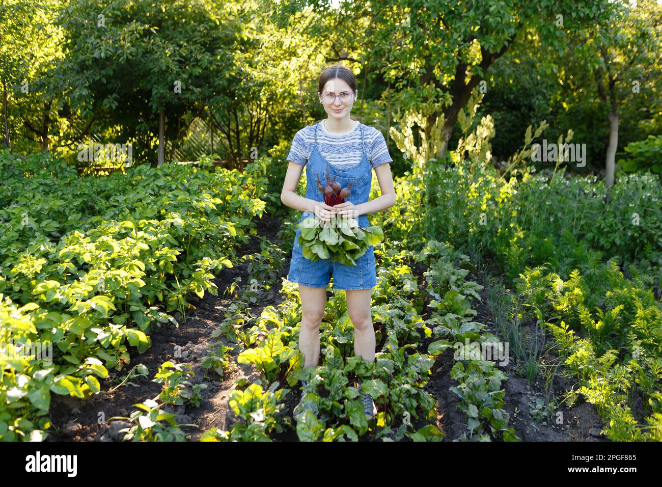 young woman harvests fresh red beets that she has grown on her farm ...