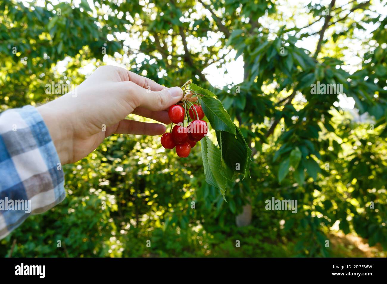 man picks ripe and red cherries from a tree Stock Photo - Alamy