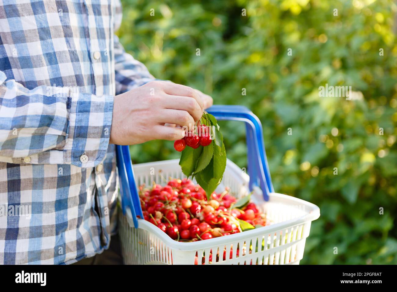 man picks ripe and red cherries from a tree Stock Photo - Alamy