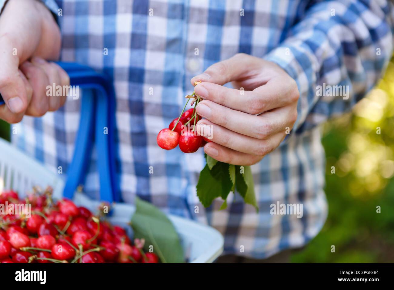 man picks ripe and red cherries from a tree Stock Photo - Alamy