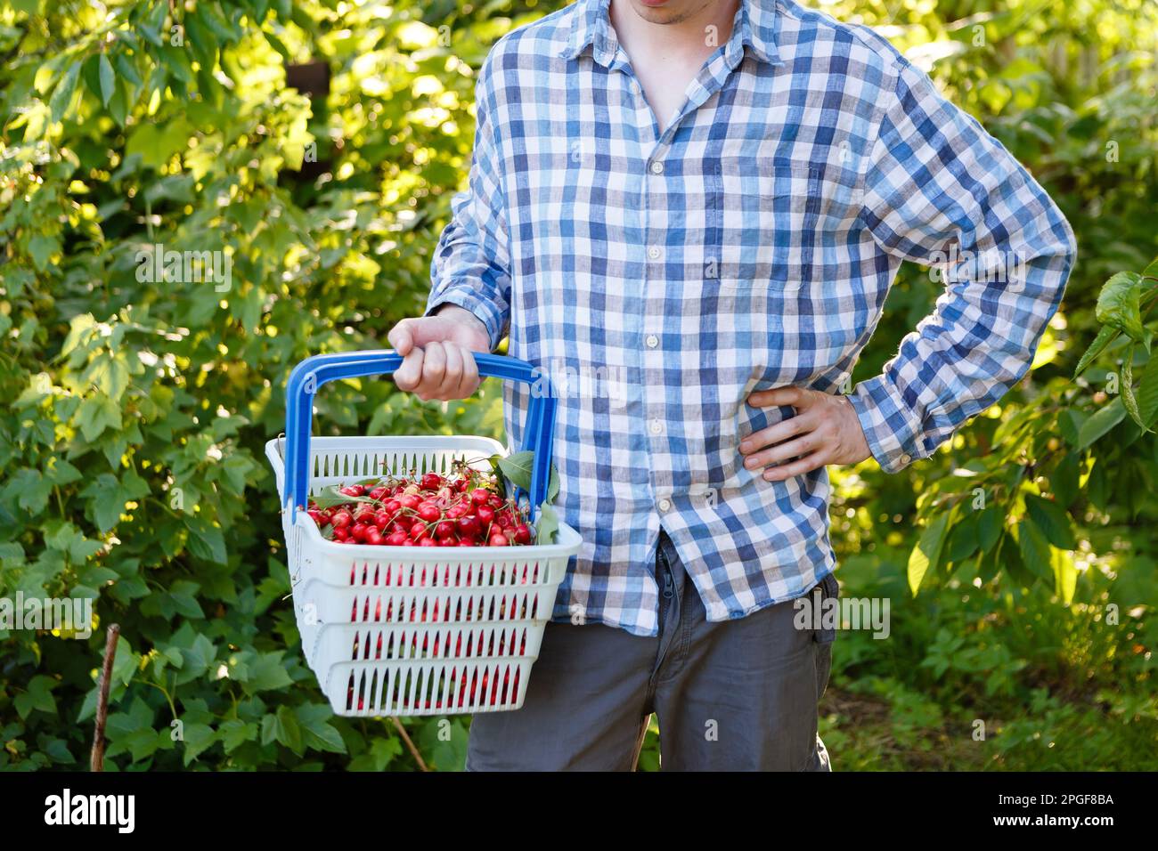man picks ripe and red cherries from a tree Stock Photo - Alamy
