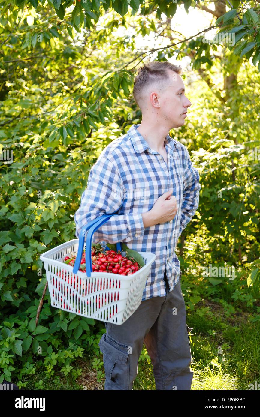 man picks ripe and red cherries from a tree Stock Photo - Alamy