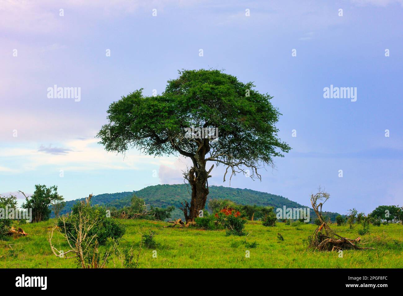 Acacia tree in the open savanna mara kenya in africa Stock Photo - Alamy