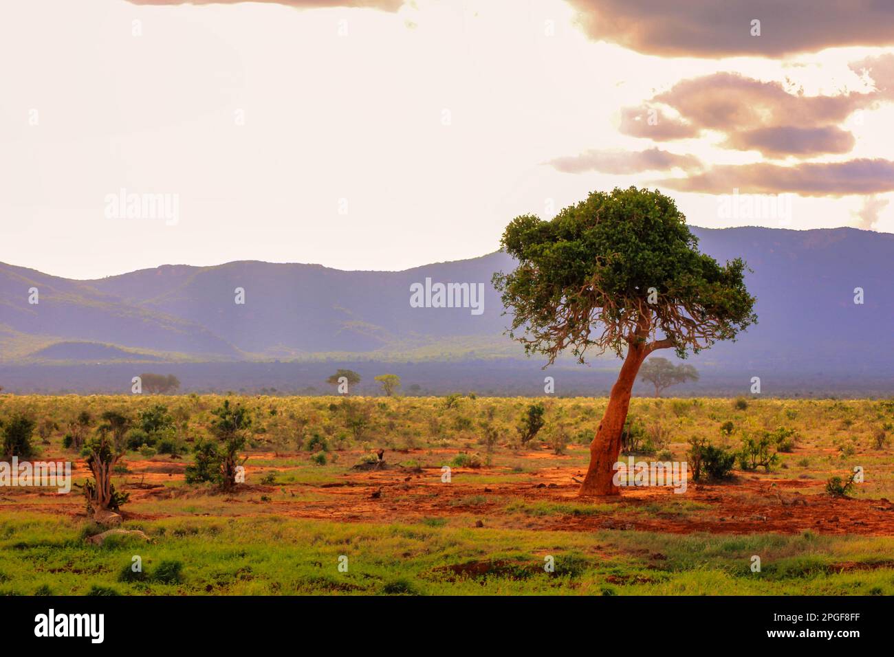 Acacia tree in the open savanna mara kenya in africa Stock Photo - Alamy