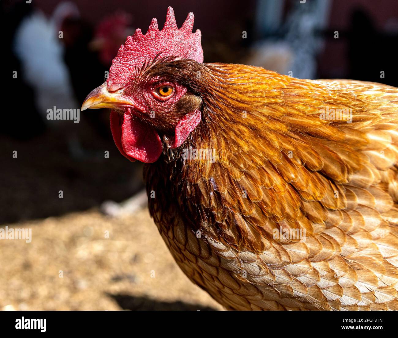 Red eye comb hi-res stock photography and images - Alamy
