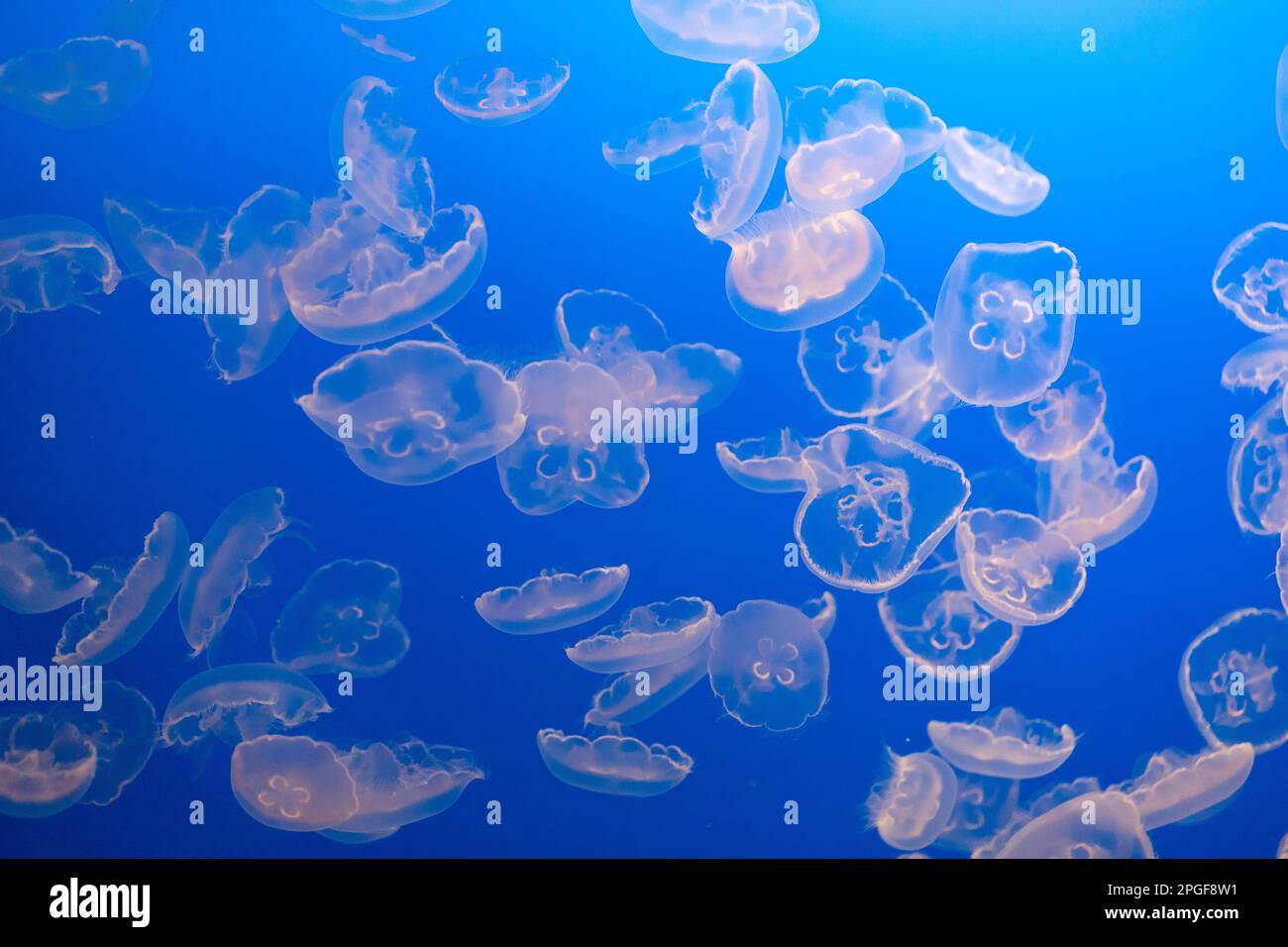 White translucent jellyfish in bright blue water Stock Photo - Alamy