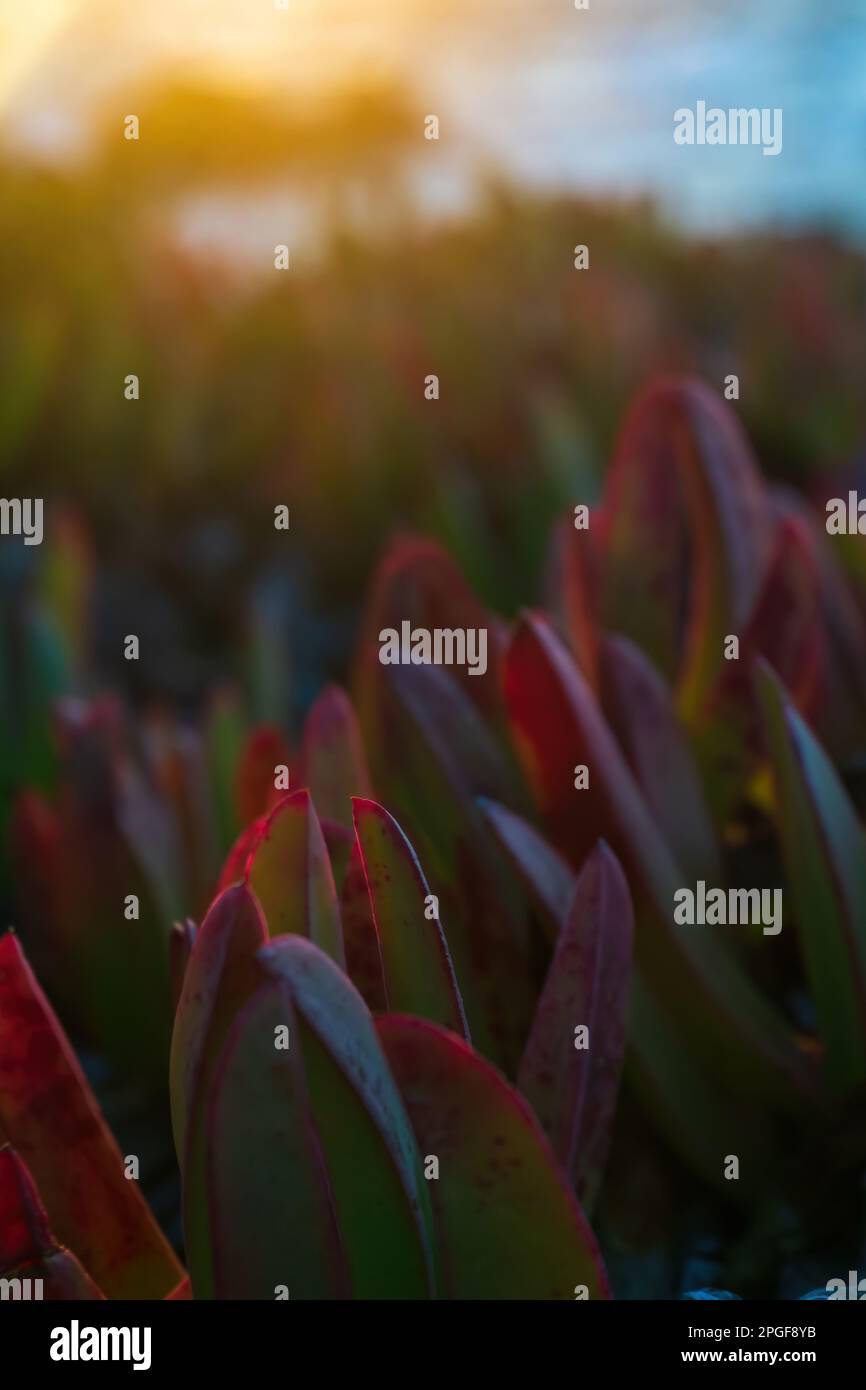 Multi-colored succulent Carpobrotus chilensis leaves in sunset rays ...