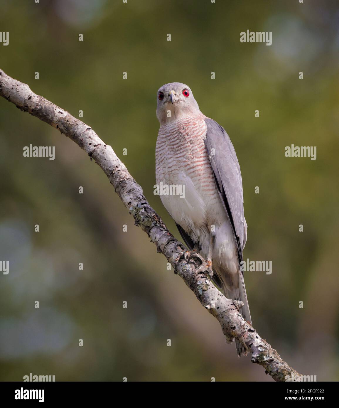 Asian shikra hi-res stock photography and images - Alamy