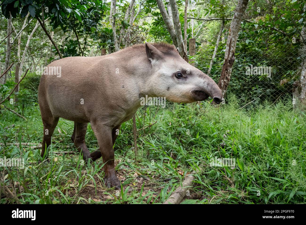 View to big Tapir (Tapirus terrestris) on green rainforest area Stock ...