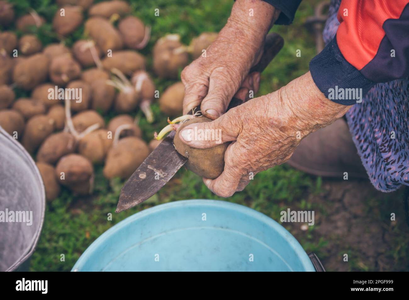 Old hands cut sprouted potatoes with knife for planting Stock Photo - Alamy