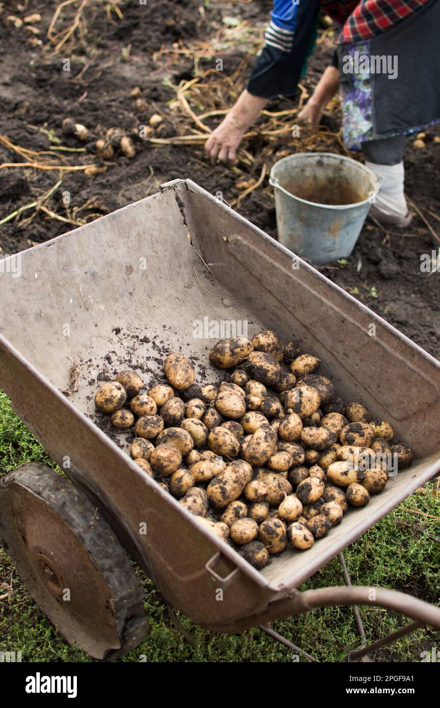 Pick potatoes from the ground hi-res stock photography and images - Alamy