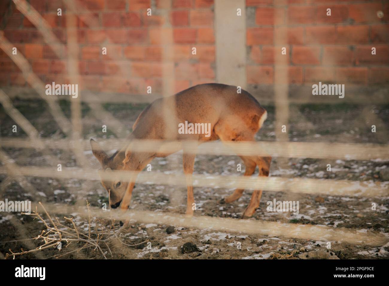 small deer locked behind a fence Stock Photo - Alamy