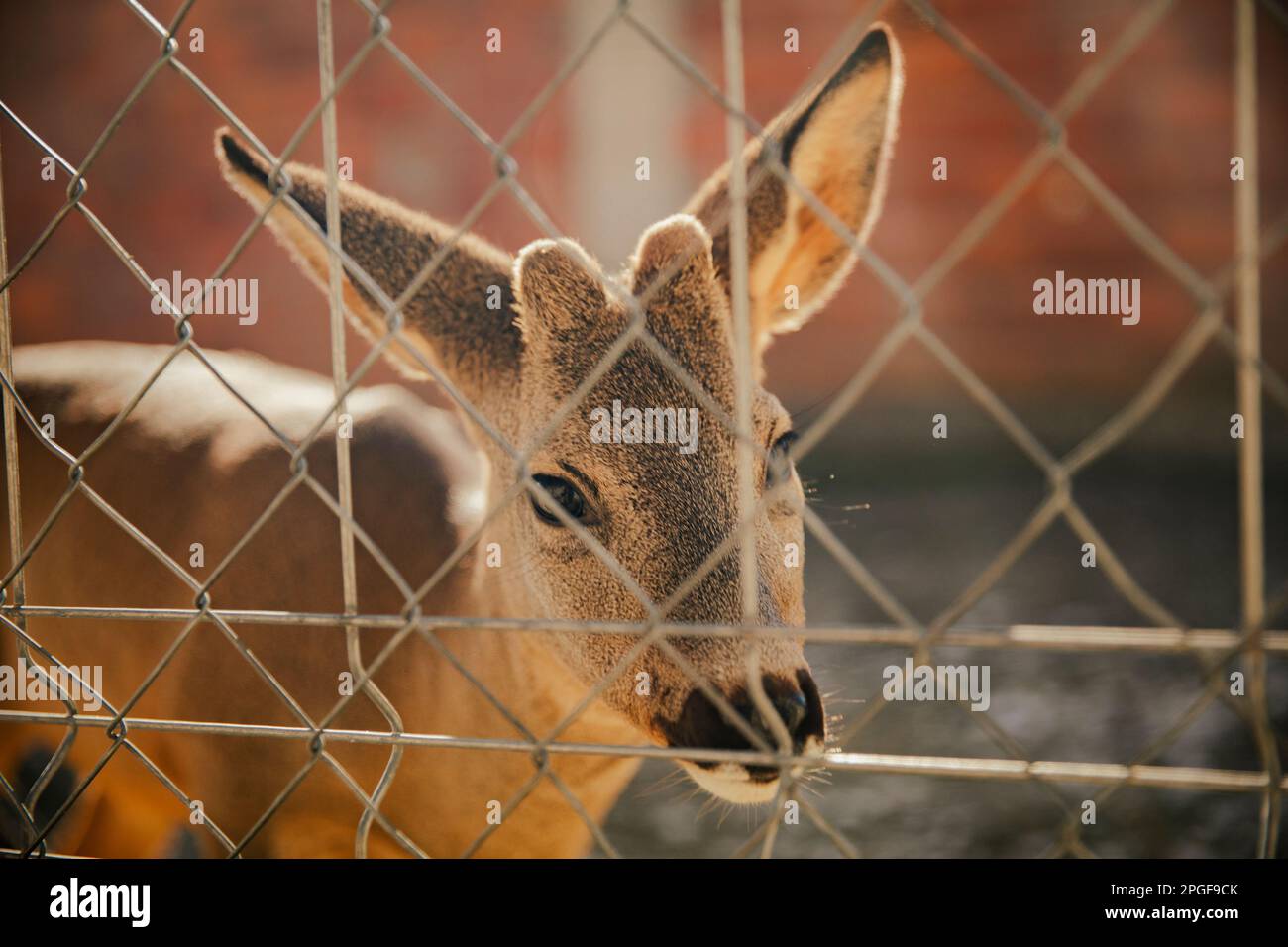 small deer locked behind a fence looking sadly at camera Stock Photo ...
