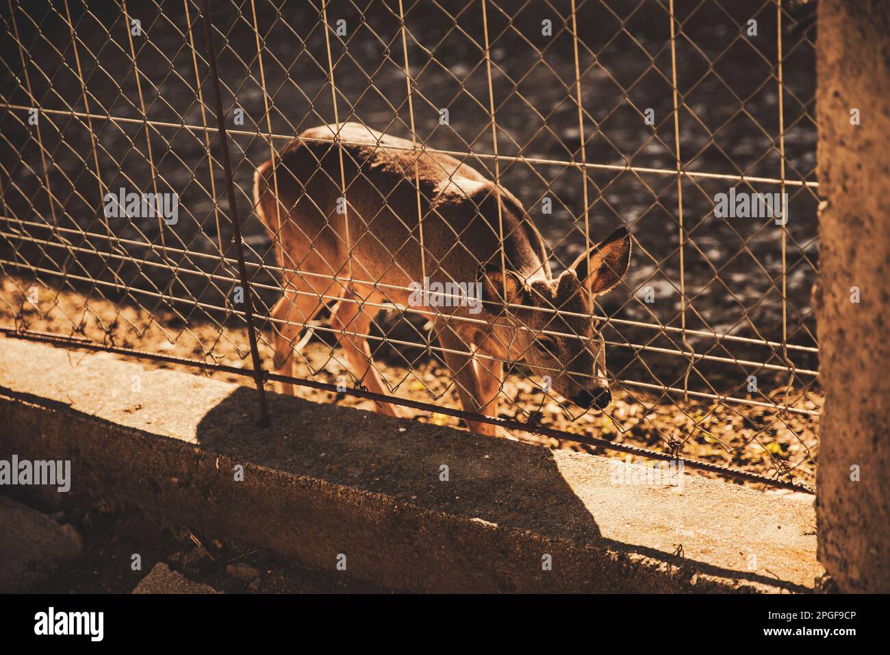 small deer locked behind a fence Stock Photo - Alamy