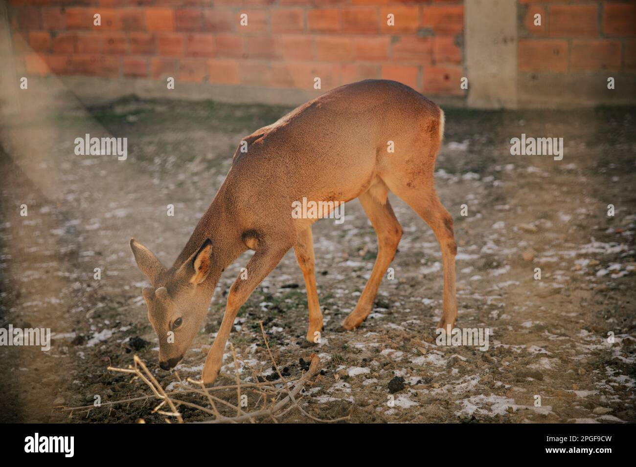 small deer locked behind a fence Stock Photo - Alamy