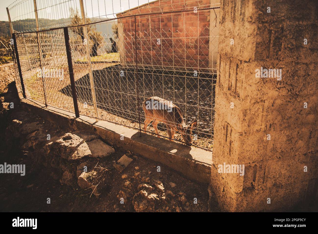 small deer locked behind a fence Stock Photo - Alamy