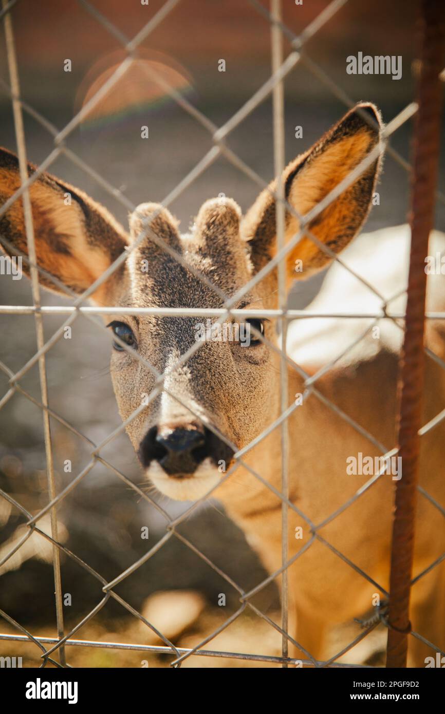 small deer locked behind a fence looking sadly at camera Stock Photo ...