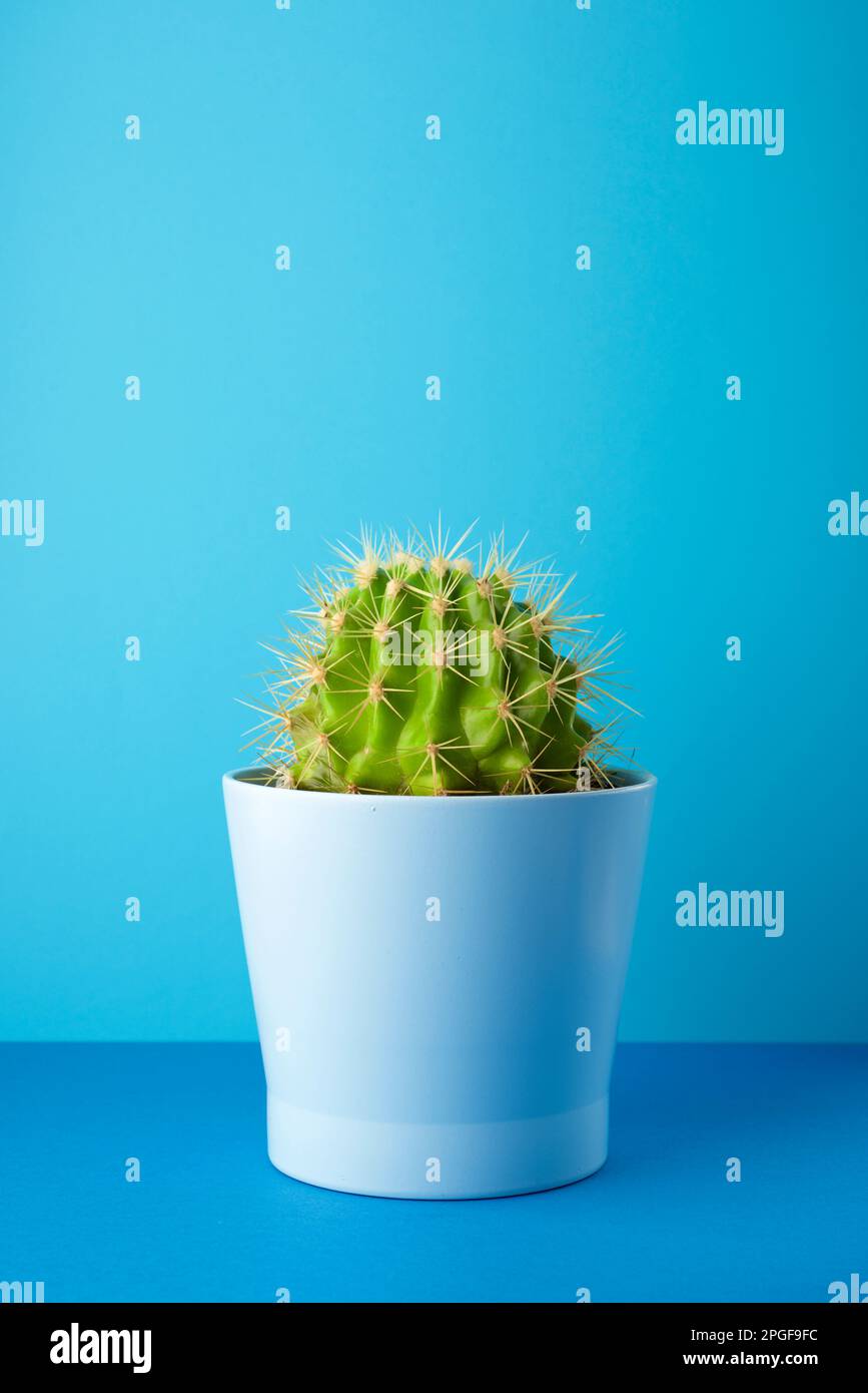 Decorative cactus for home interiors on a blue table Stock Photo - Alamy